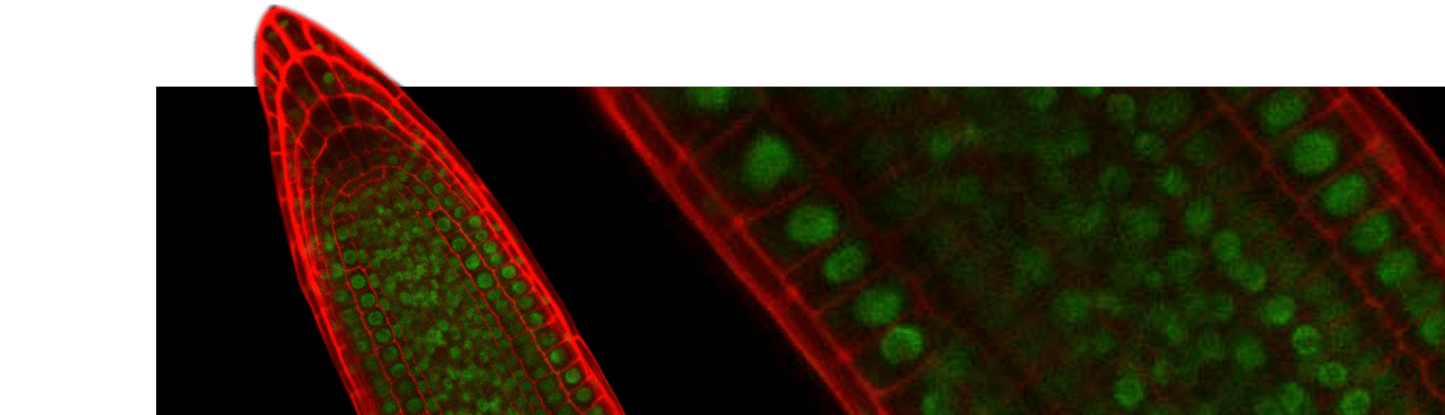 Research – Sustainable Crop Protection Hub