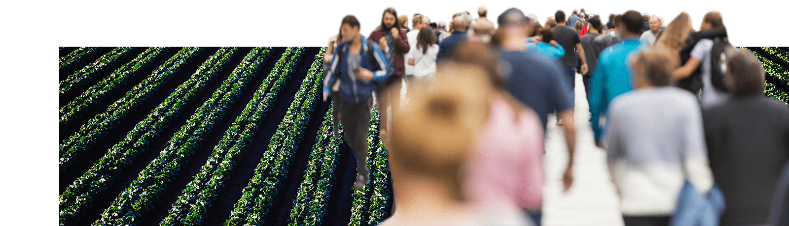 Research – Sustainable Crop Protection Hub