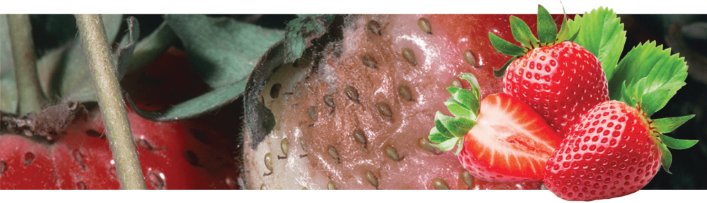 Research – Sustainable Crop Protection Hub